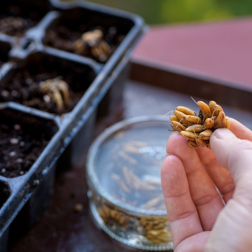 How to Grow Ranunculus | Growing Guide | Mr Fothergill’s Seeds