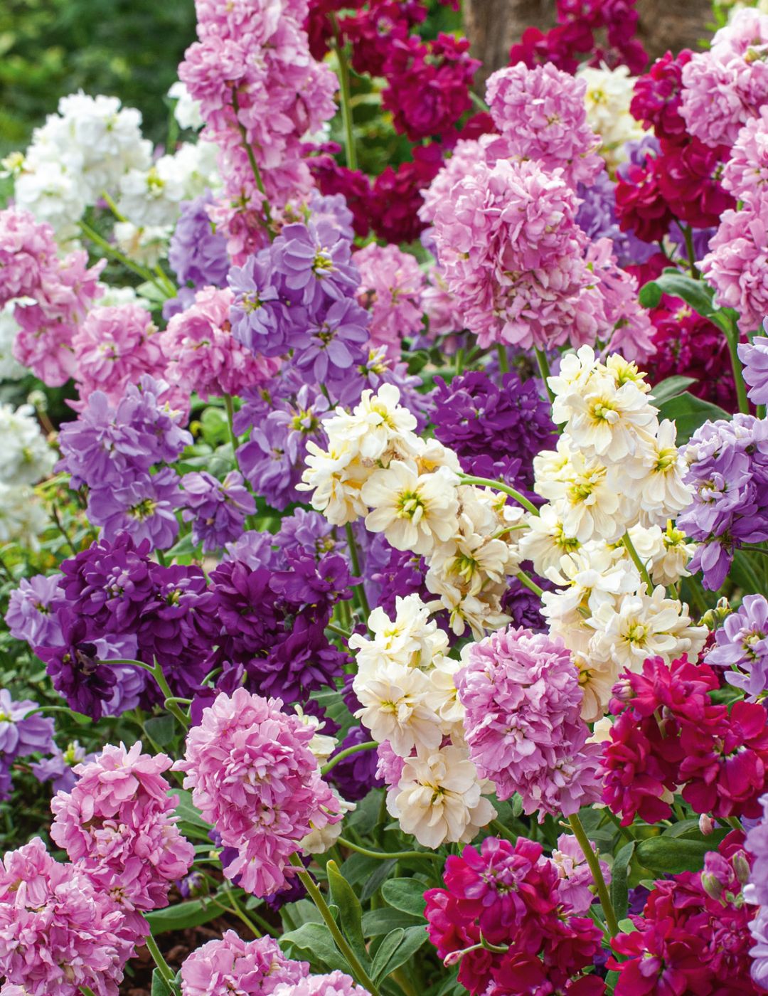 Stock Dwarf Ten Week Mixed Seeds | Mr Fothergill's