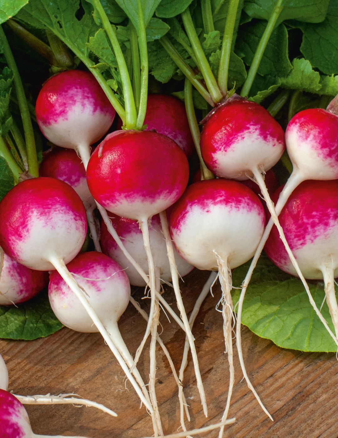 Sparkler Radish Seeds | Mr Fothergill's
