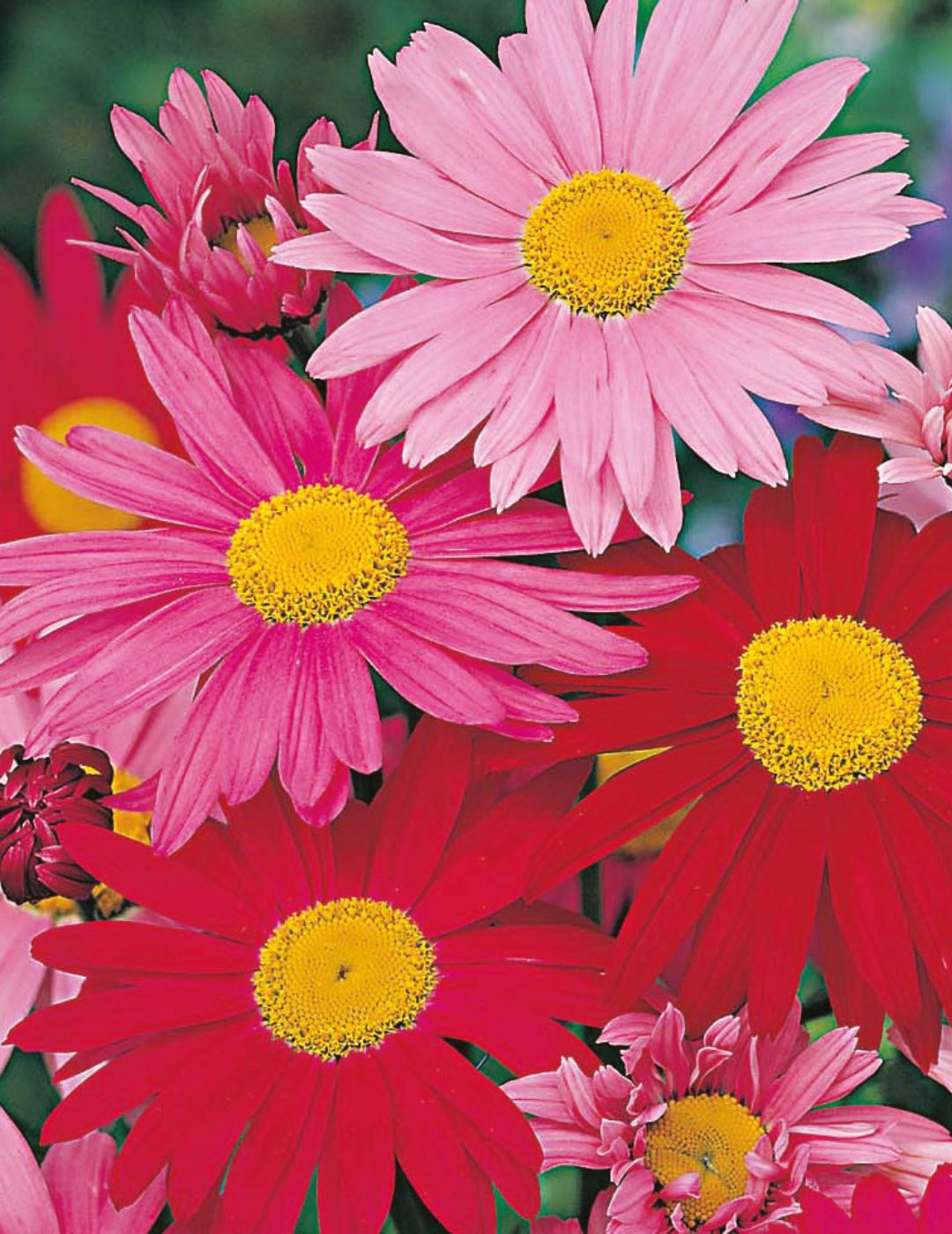 Large Mixed Painted Daisy Pyrethrum Seeds | Mr Fothergill's