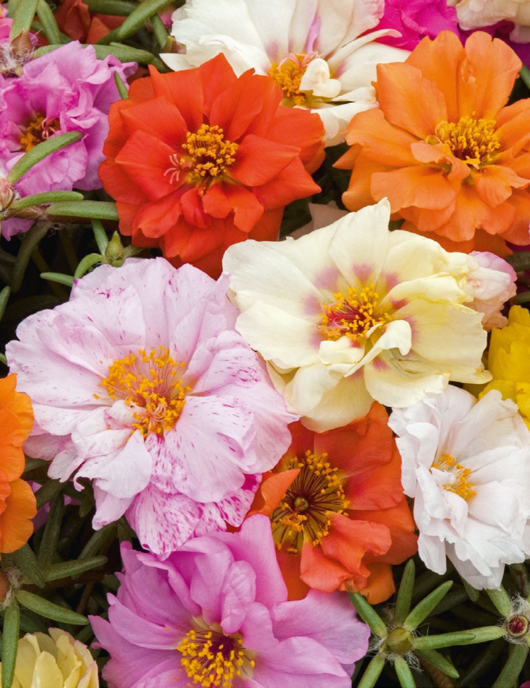 Double Mixed Portulaca Seeds | Mr Fothergill's