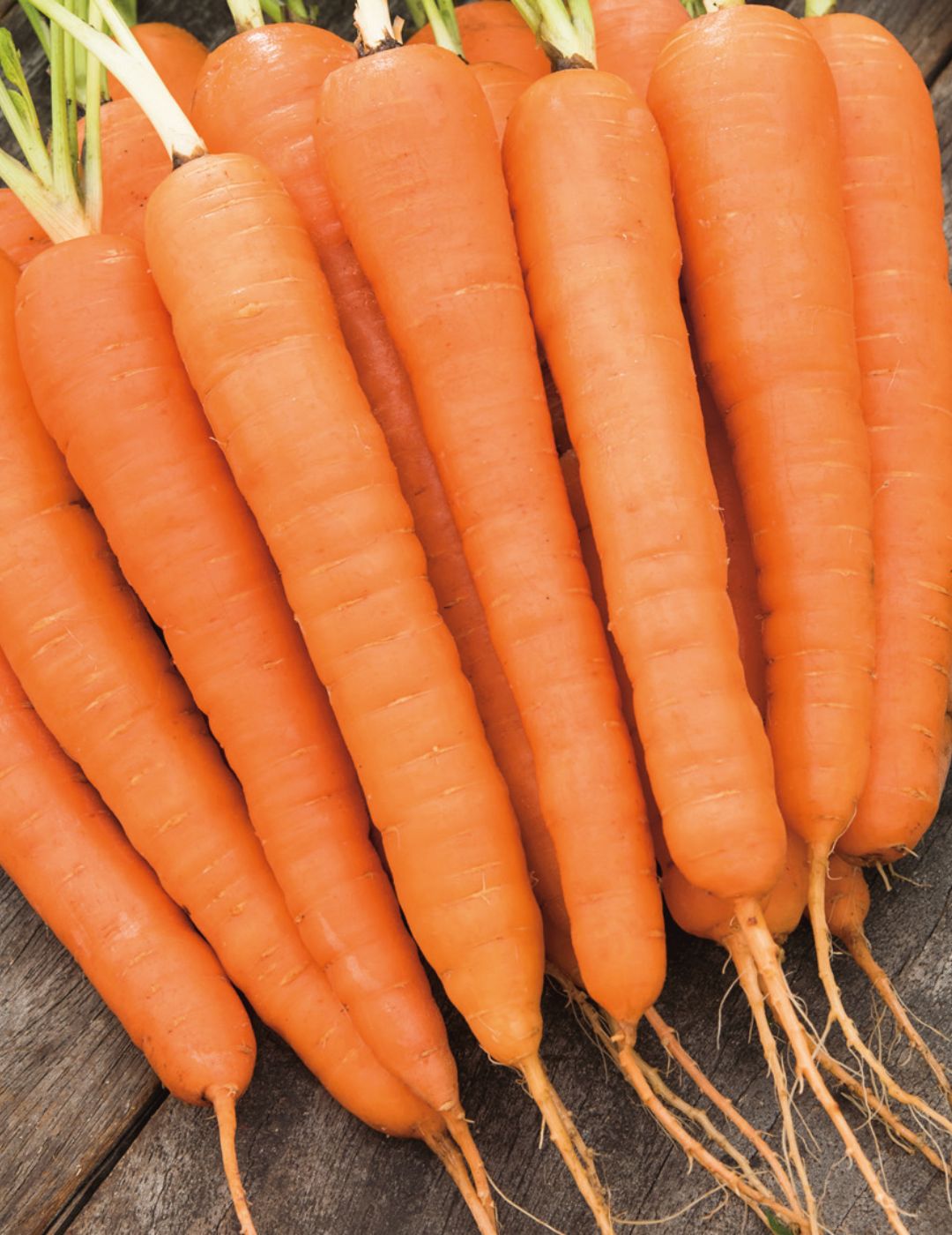 Navarre F1 Carrot Seeds | Mr Fothergill's