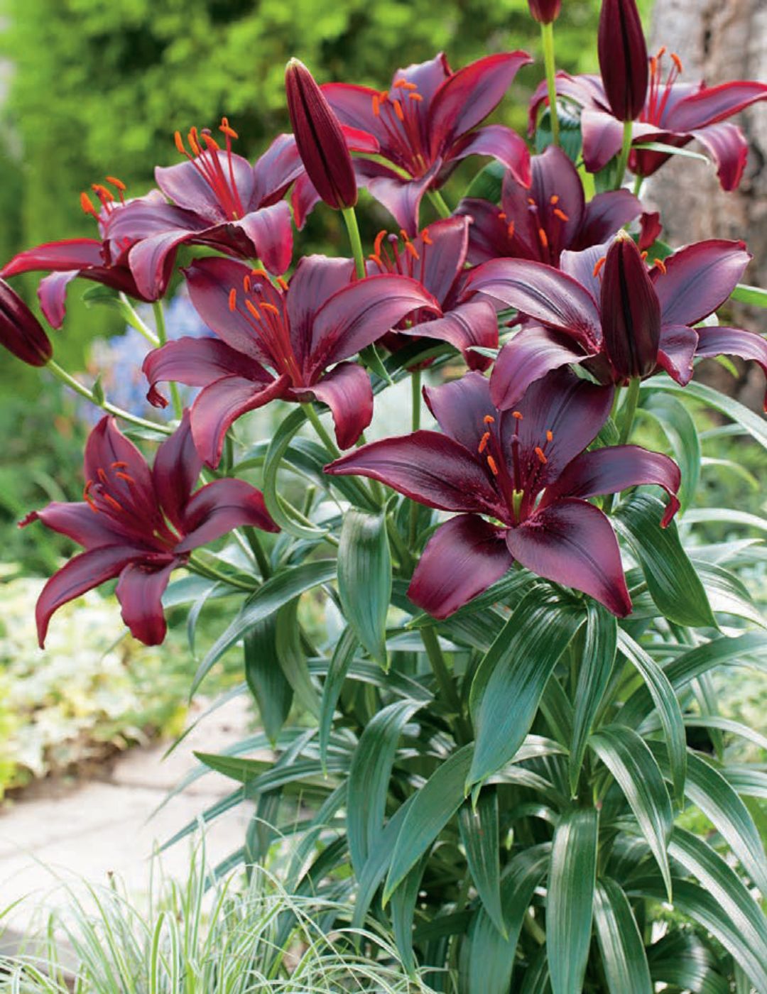 Mapira Lilium Bulbs | Mr Fothergill's