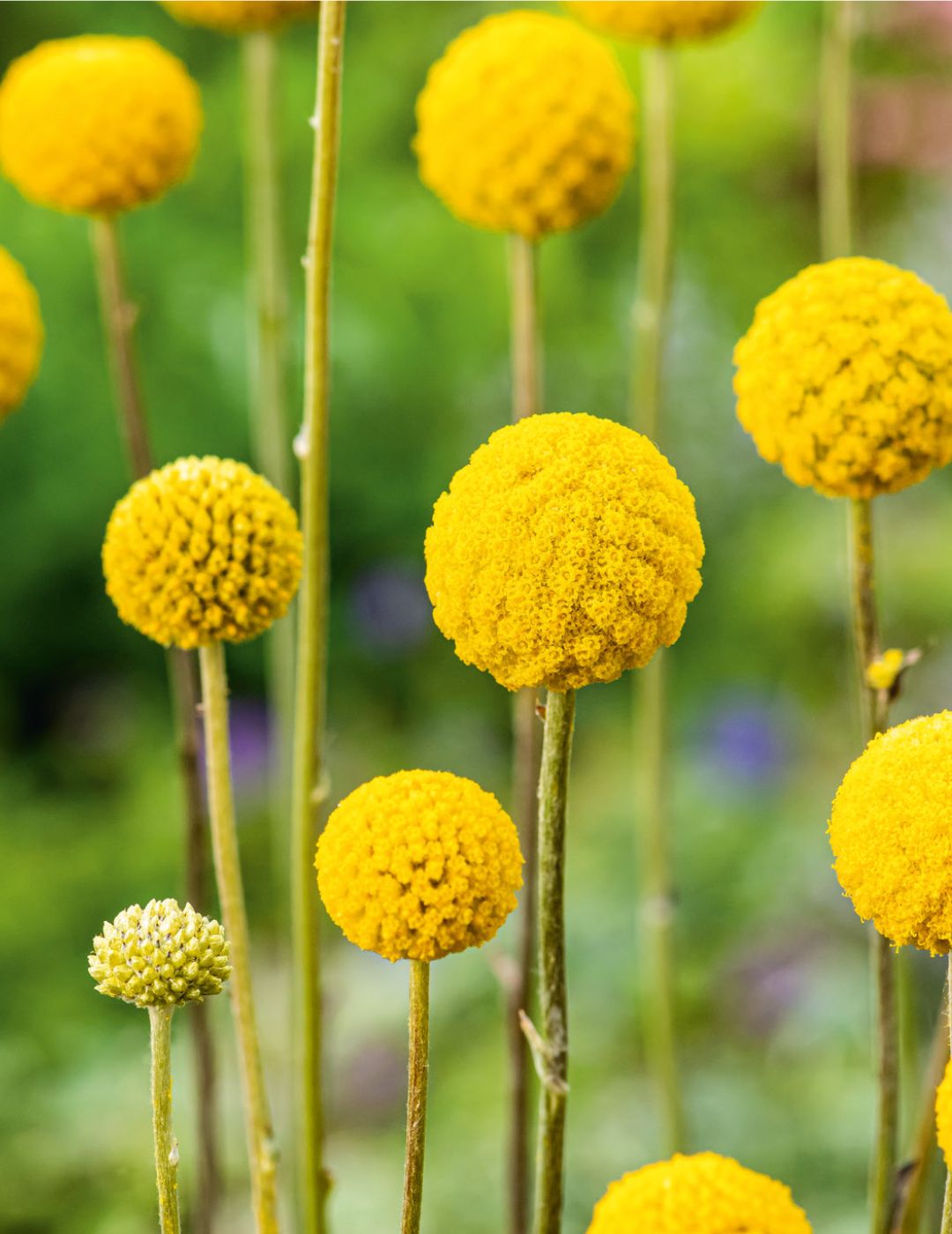 Billy Button Wildflower Seeds | Mr Fothergill's