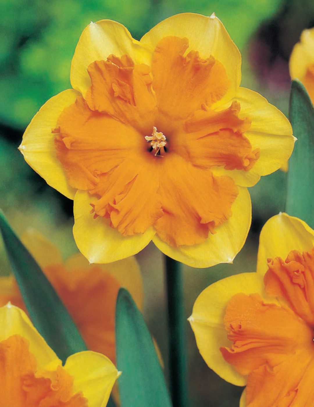 Butterfly Congress Daffodil Bulbs | Mr Fothergill's