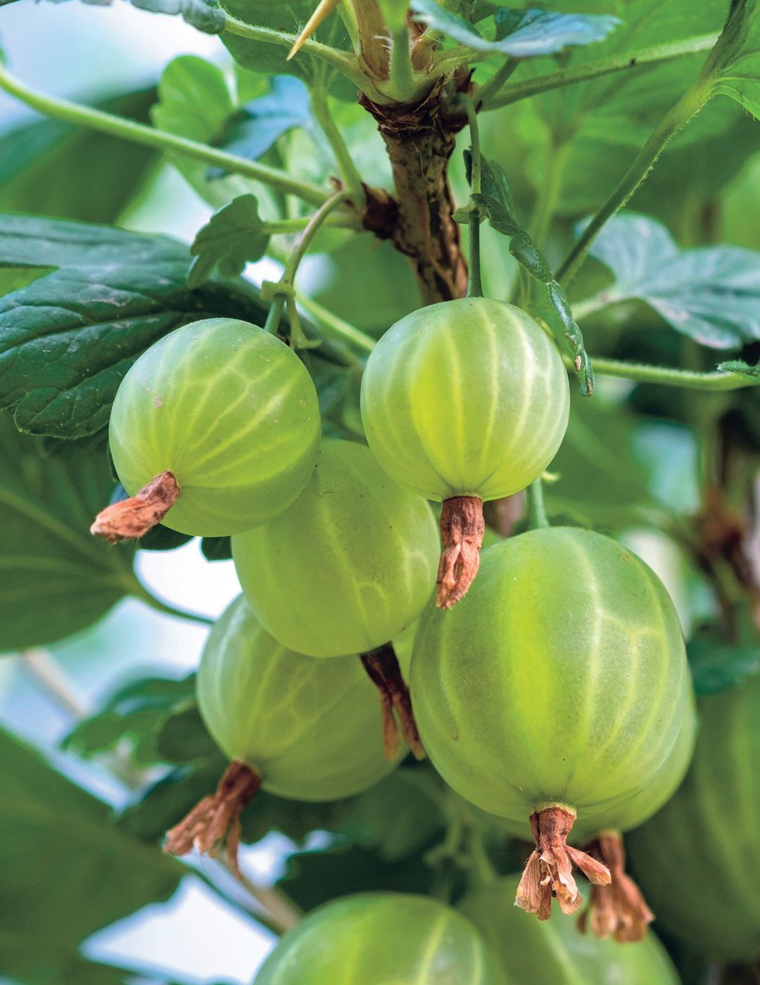 Gooseberry | Summer Produce | Mr Fothergill's