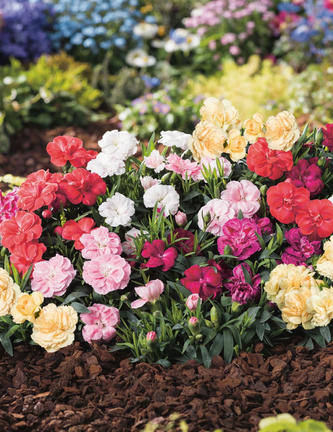 Dwarf Fragrance Carnation Seeds | Mr Fothergill's