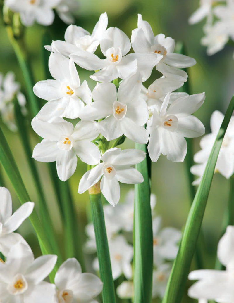Jonquil Bulbs | Jonquil Bulbs For Sale | Mr Fothergill's Seeds