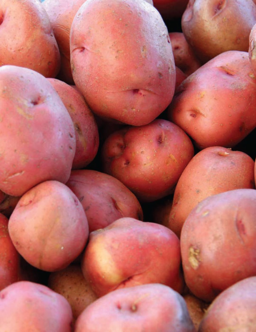 Ruby Lou Potato Tubers (1kg bag) | Mr Fothergill's