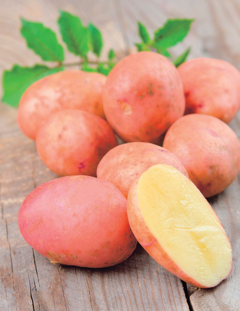 Desiree Potato Tubers (500g Bag) | Mr Fothergill's