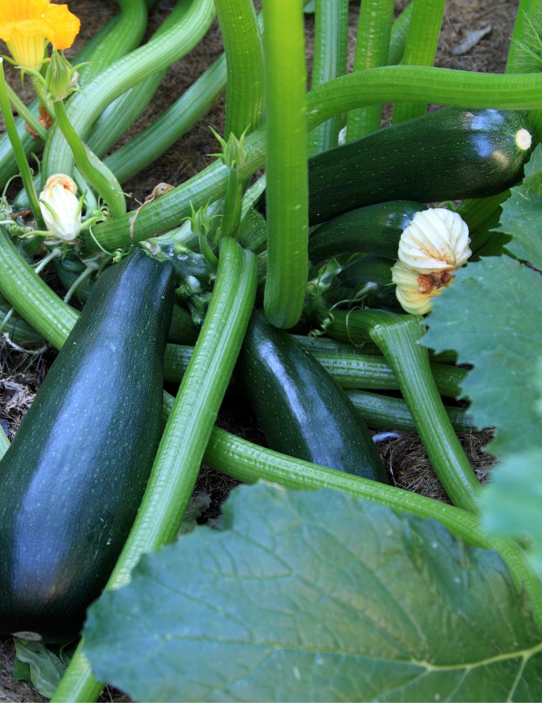 Midnight F1 Zucchini Seeds | Mr Fothergill's
