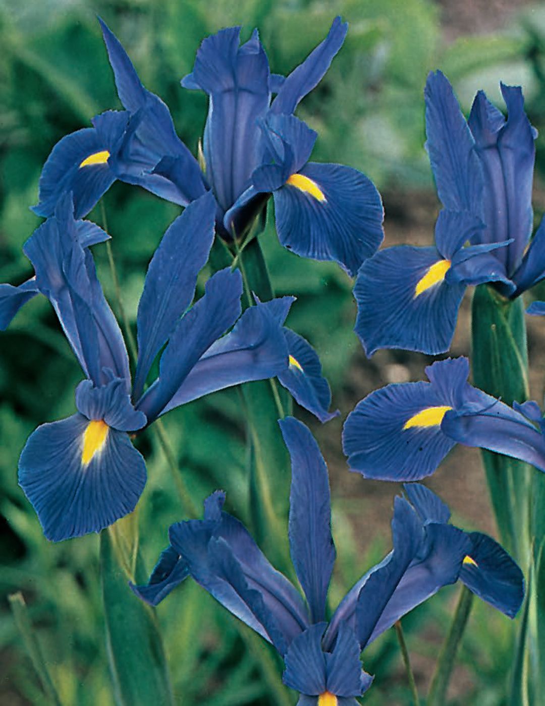 Dutch Iris Blue | Dutch Iris Bulbs | Mr Fothergill's