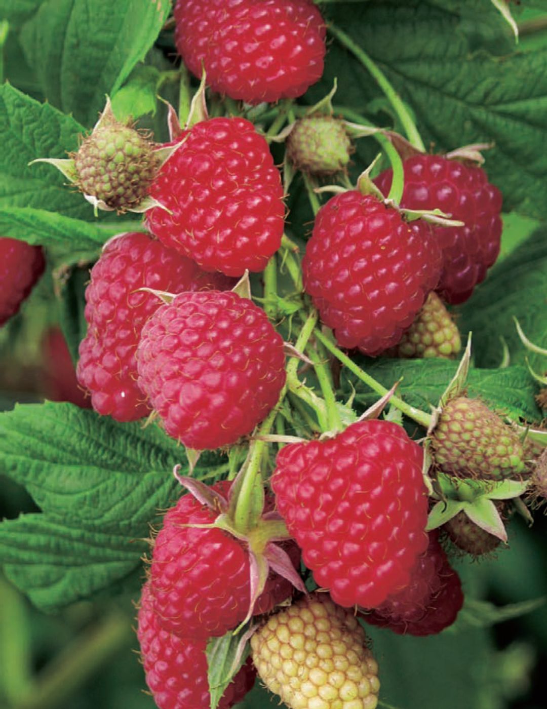 Willamette Raspberry Canes | Mr Fothergill's