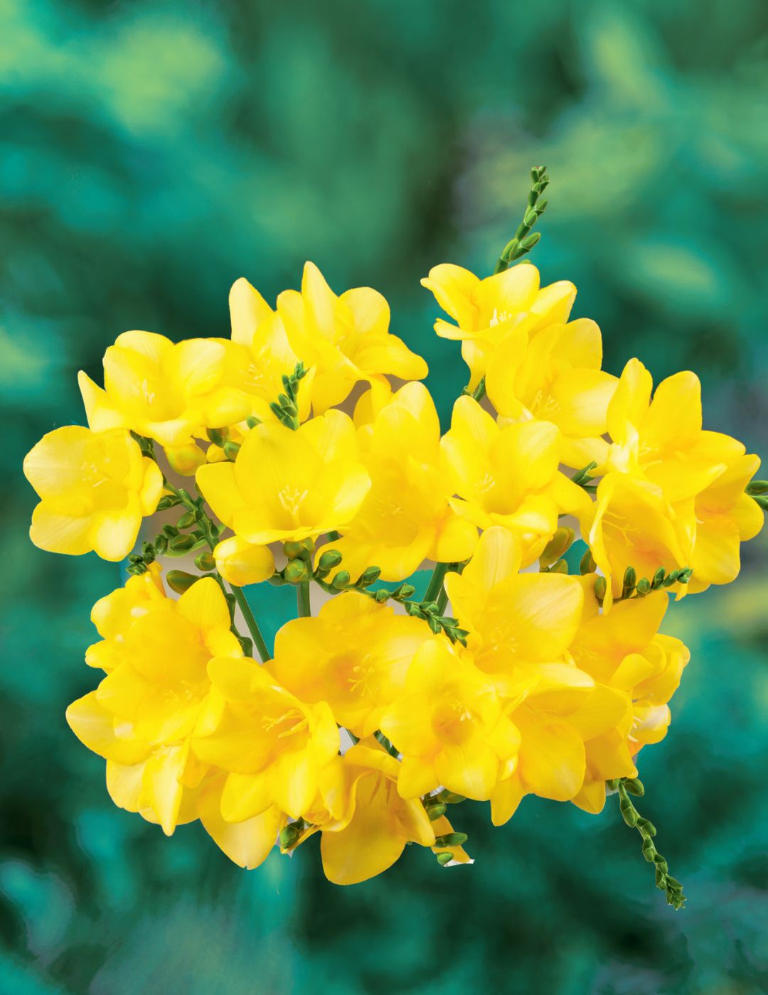 Golden Monarch Freesia Bulbs | Mr Fothergill's