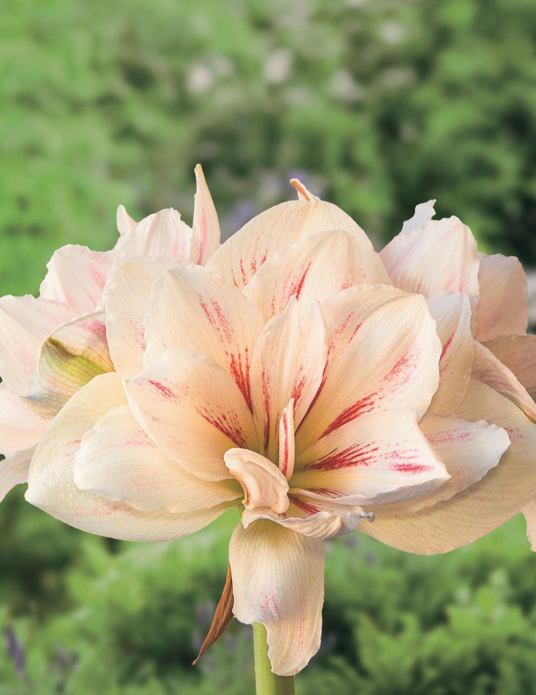 Hippeastrum Aquaro | Bulbs by Mr Fothergill's