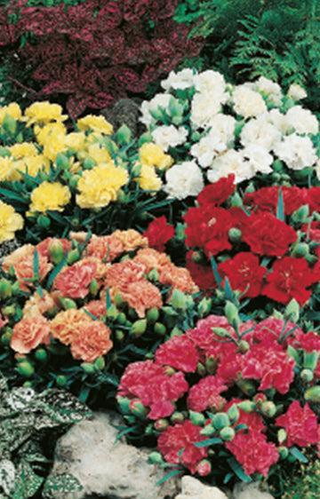 Seeds to Plant in Winter | Flower Seeds to Plant in Winter | Mr ...