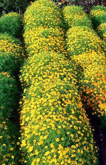 Marigold Lemon Gem | Mr Fothergill’s Seeds