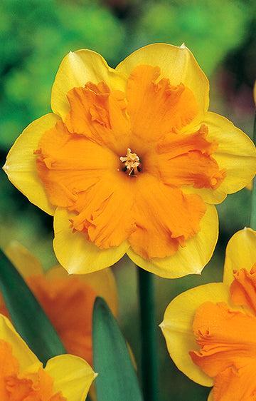 Butterfly Congress Daffodil Bulbs | Mr Fothergill's