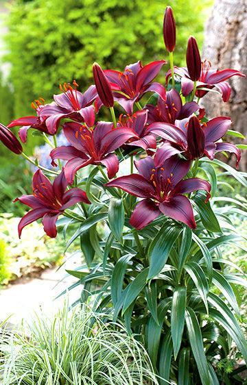 Lilium Bulbs | Flower Bulbs | Mr Fothergill’s Seeds