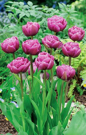 Tulip Bulbs | Flower Bulbs | Mr Fothergill's Seeds