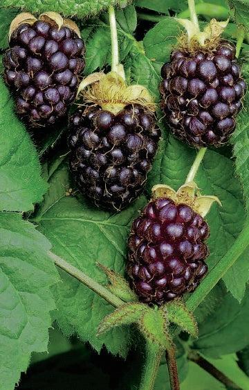 Boysenberry Cane | Mr Fothergill's