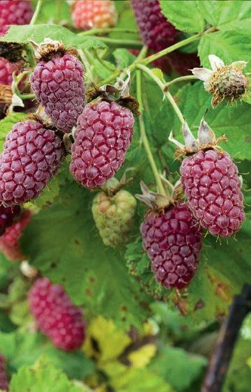 Loganberry Cane | Mr Fothergill's