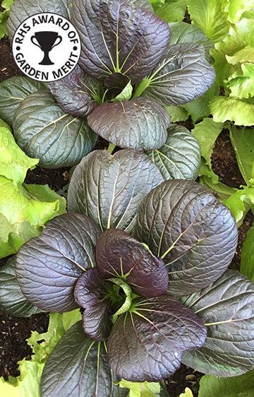 Pak Choi Red Choi F1