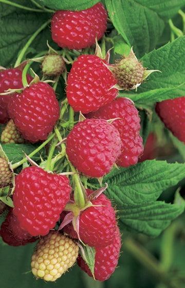 Raspberry Willamette Canes | Mr Fothergill's