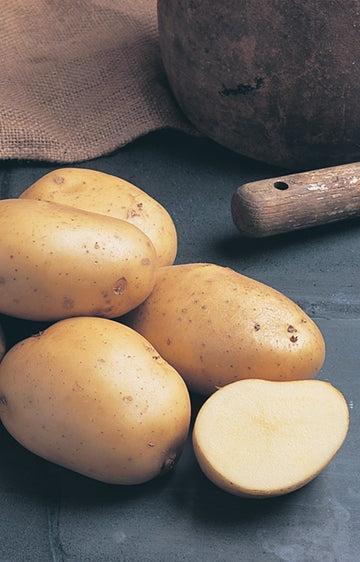 Sebago Potato Tubers (500g bag) | Mr Fothergill's