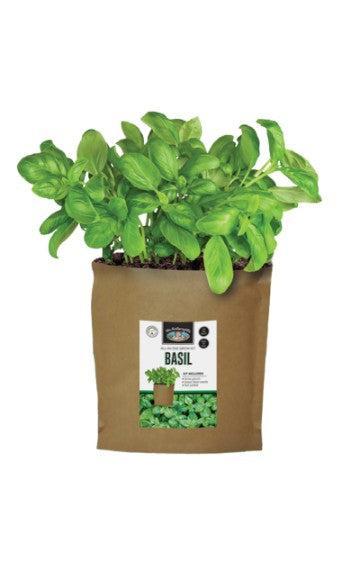 Basil Grow Kit | Indoor Basil Growing Kit | Mr Fothergill’s