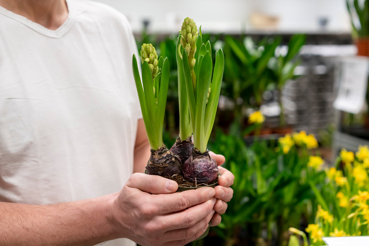 Spring Flowering Bulbs | Spring Bulbs | Mr Fothergill's Seeds