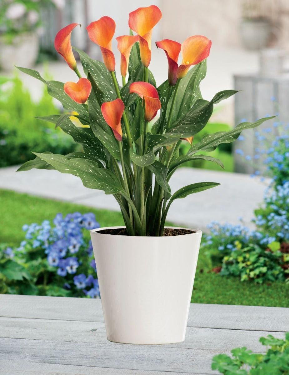 Sunset Calla Lily Bulb for Pot (Winter Season) | Mr Fothergill's