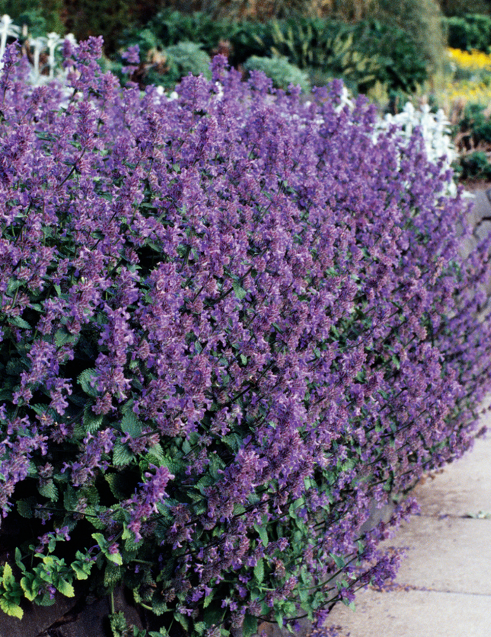 Catmint Seeds | Mr Fothergill's