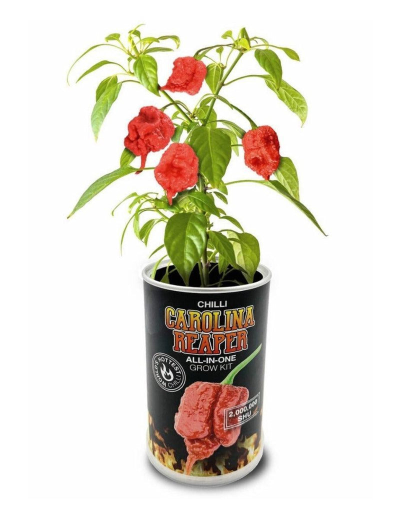 Chilli Seeds | Cayenne Chilli Seeds | Mr Fothergill's Seeds