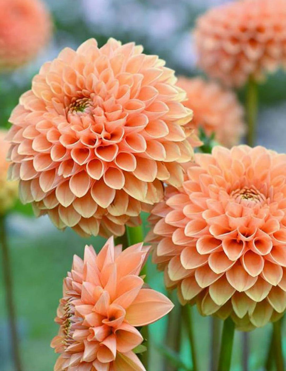 Dahlia Bracken Palomino | Mr Fothergill's Bulbs