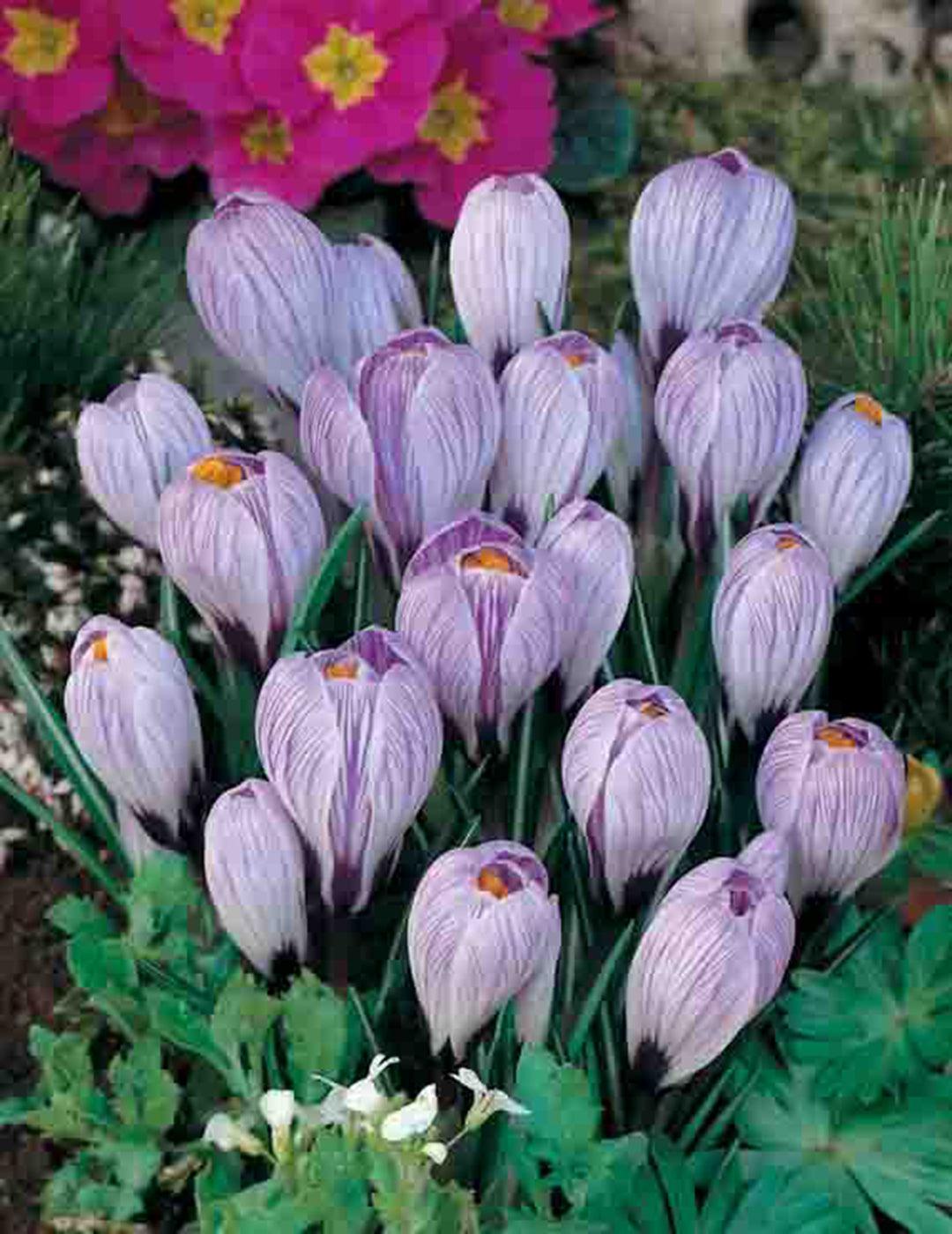 Dutch Crocus Pickwick Bulbs | Mr Fothergill's