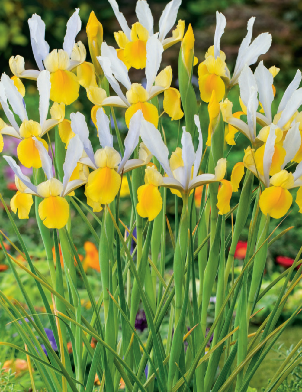 Dutch Iris Apollo Bulbs | Mr Fothergill's