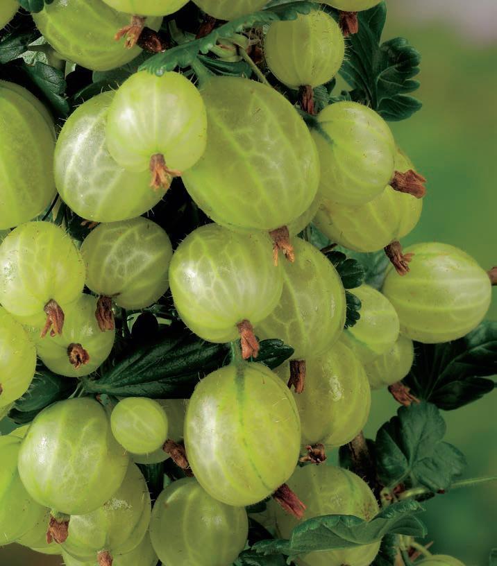 Gooseberry | Summer Produce | Mr Fothergill's