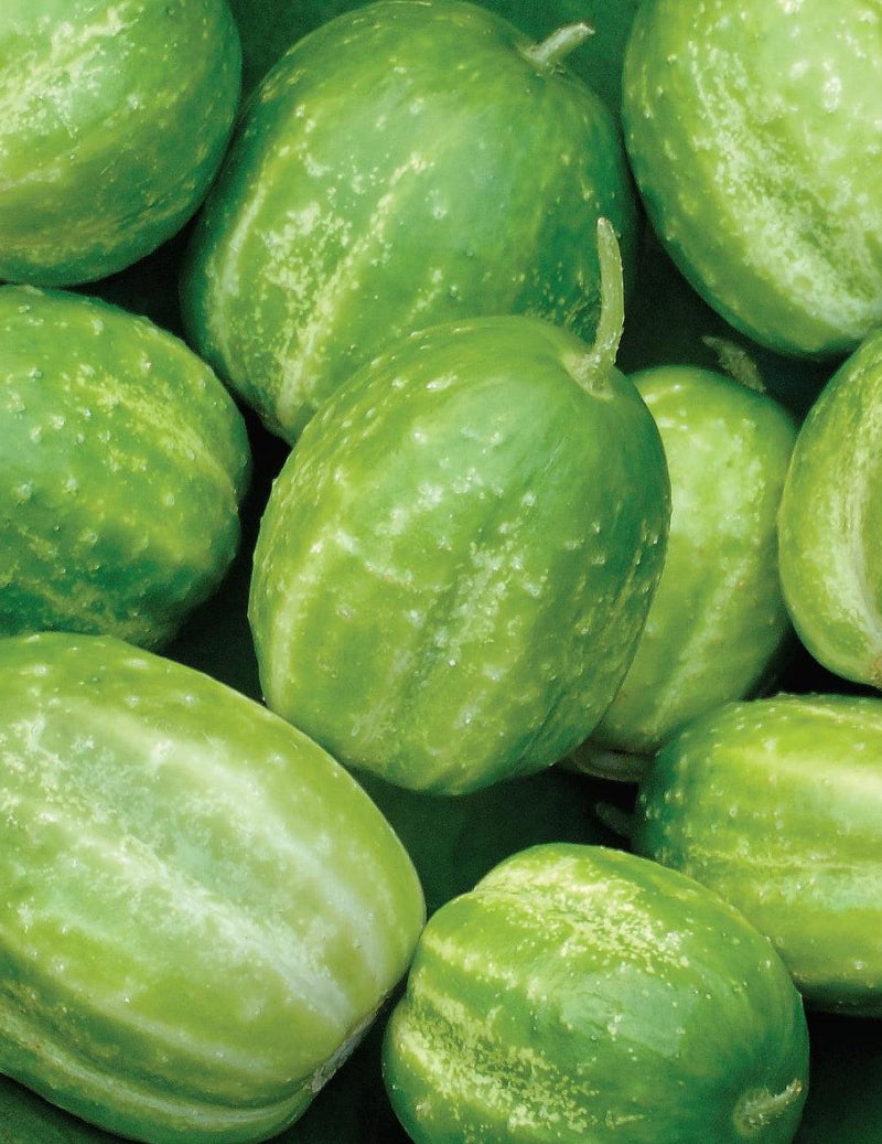 Cucumber Seeds | Baby Cucumber Seeds | Mr Fothergill's Seeds