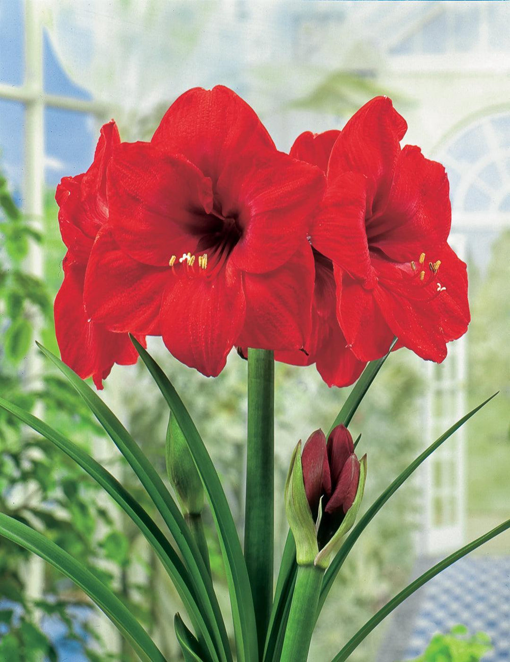 Hippeastrum Bulbs | Amaryllis Bulbs | Mr Fothergill's Seeds