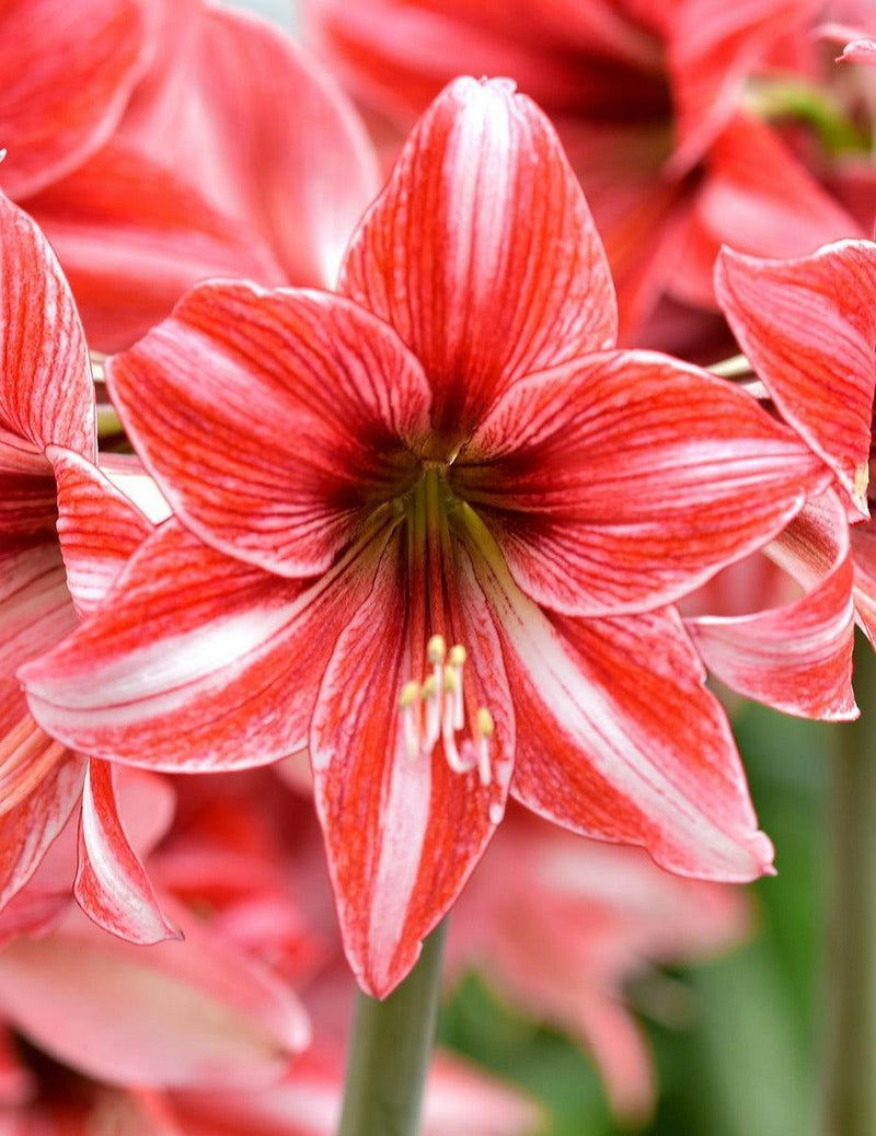 Hippeastrum Bulbs | Amaryllis Bulbs | Mr Fothergill's Seeds