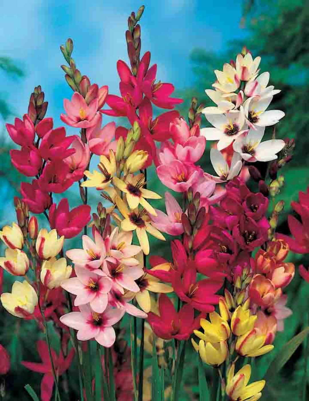 Ixia Mixed | Bulbs | Fothergill's