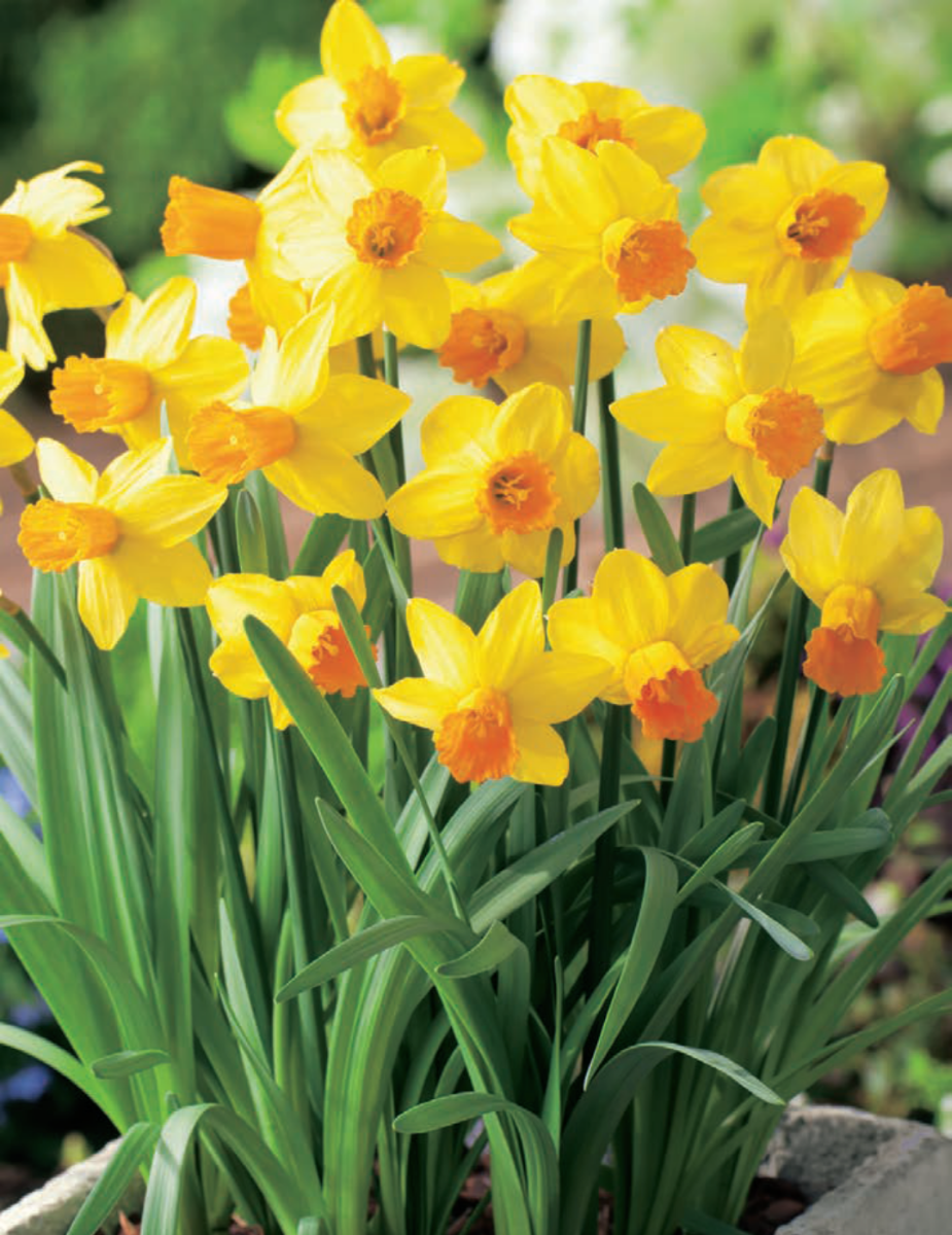 Jet Fire Daffodil Bulbs | Mr Fothergill's