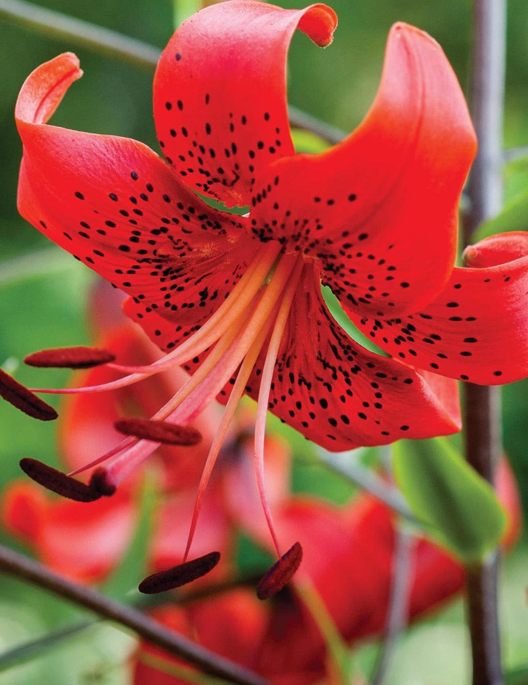 Tiger Red Life Lilium Bulbs| Mr Fothergill's