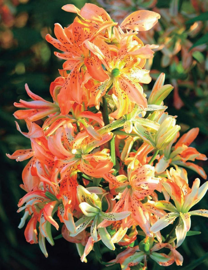 Lilium Bulbs | Flower Bulbs | Mr Fothergill’s Seeds