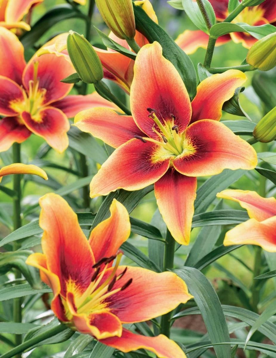 Avalon Sunset Lilium Bulbs | Mr Fothergill's