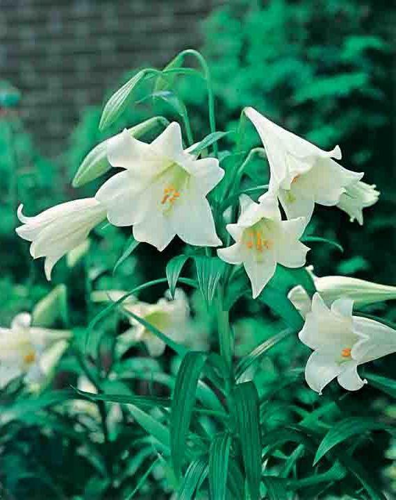 Lilium Bulbs | Flower Bulbs | Mr Fothergill’s Seeds