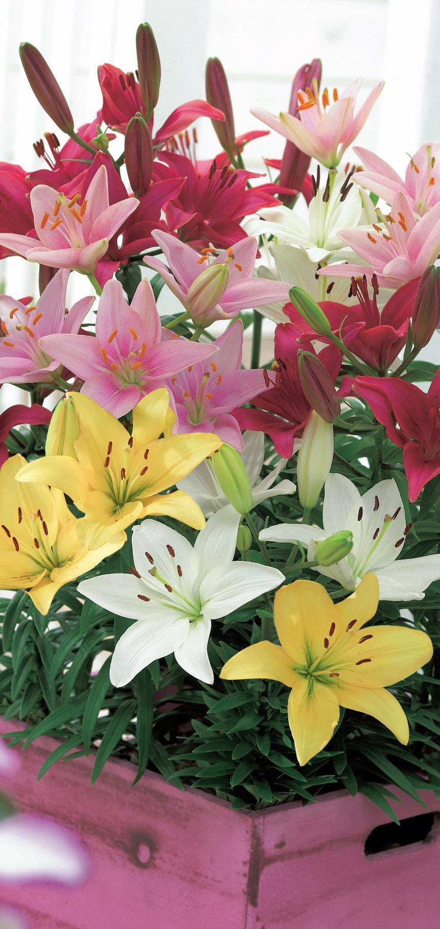 Lilium Bulbs | Flower Bulbs | Mr Fothergill’s Seeds