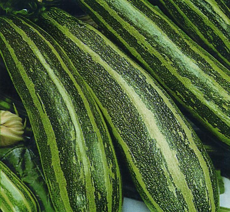 Squash Seeds | Bitter Squash Seeds | Mr Fothergill's Seeds