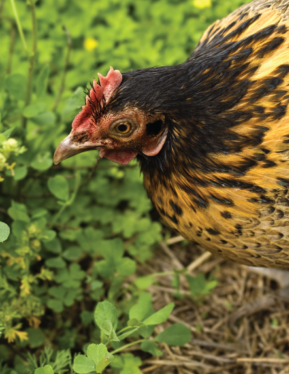 Chicken Foraging Mix | Mr Fothergill's